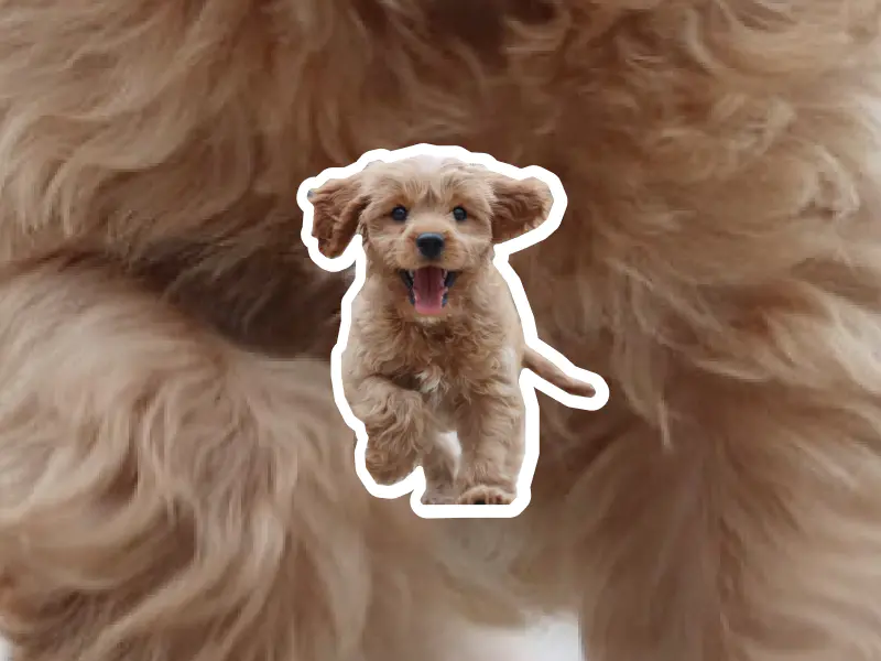 Cavapoo dog breed profile
